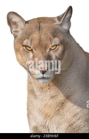 puma portrait isolated on white background Stock Photo - Alamy