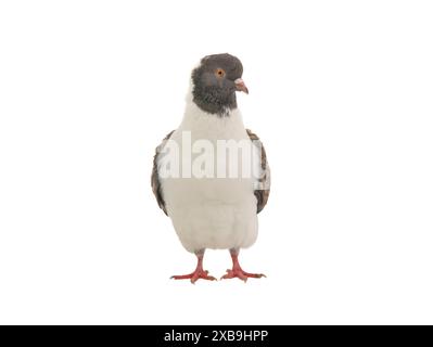 german modena dove isolated on white background Stock Photo - Alamy