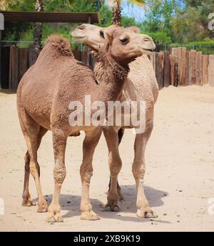 two camels in a enclosure Stock Photo - Alamy