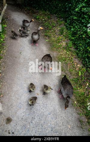 Greylag Goose chicks at Slimbridge Stock Photo - Alamy