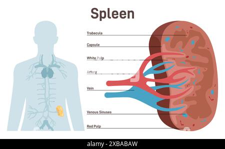 Spleen Diagram Labeled Liver Wikipedia