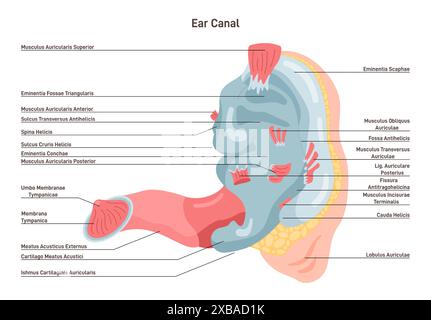 Ear cochlea. Ears anatomy diagram, human auditory system inner organ ...