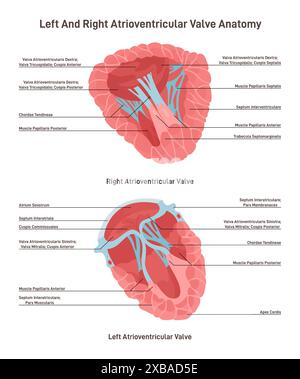 Diagram of heart blood flow close-up. Cardiology concept. Educational ...