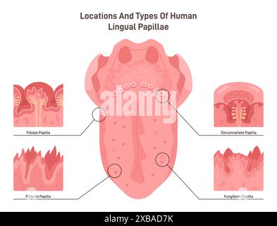 Human tongue. Muscular organ with papillae, taste receptors zones ...