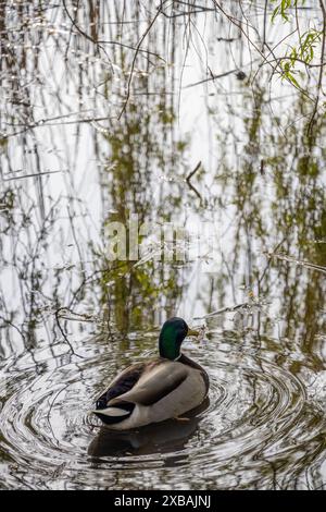 mallard duck from behind Stock Photo - Alamy