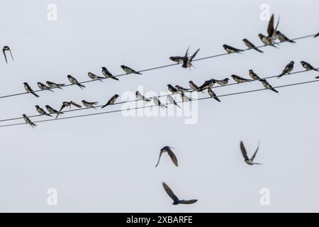 Swallows (Hirundo rustica) lining up ready to migrate south in Cumbria ...