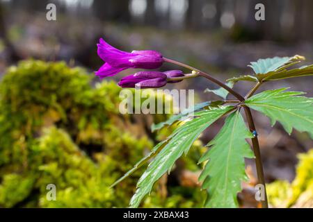 Spring forest landscape with Dentaria glandulosa purple flowers, white ...