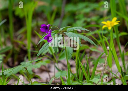 Dentaria glandulosa. Purple flowers in the spring forest Stock Photo ...
