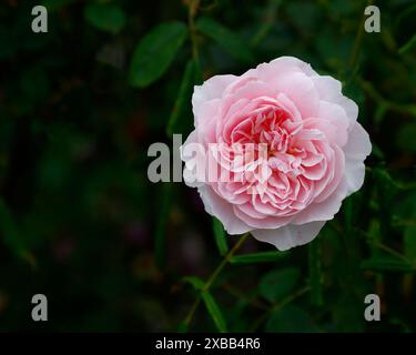 Closeup of the pale pink flower of the repeat flowering David Austin ...