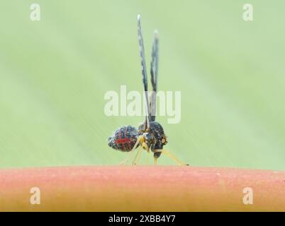Derbid planthopper on the banana leaf Stock Photo - Alamy