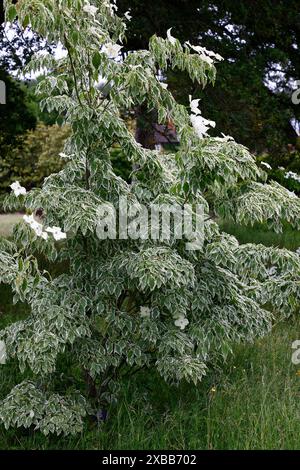 Closeup of the green and cream white variegated leaves of the low ...