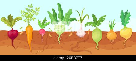 Planted vegetables. Cartoon root growing vegetables, veggies fibrous ...
