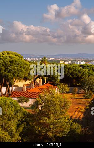 A vertical shot of a lush greenery under the blue sky Stock Photo - Alamy