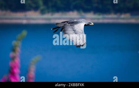 blue buzzard in free flight Stock Photo - Alamy