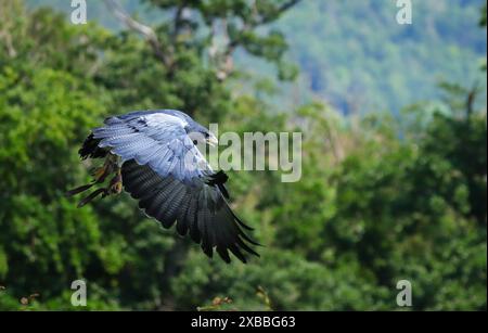 blue buzzard in free flight Stock Photo - Alamy