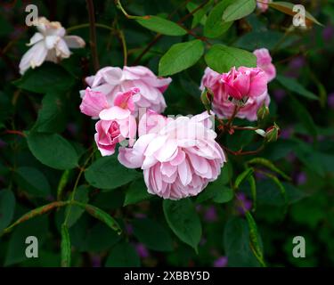 Mary Delany Rose Stock Photo - Alamy