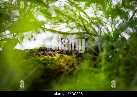 Grass snake on the garden path. Not a poisonous snake. Lithuania Stock ...