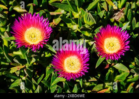 Purple Carpobrotus chilensis wildflowers; sea fig; Jalama Beach County ...
