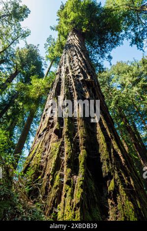 Henry Cowell Redwoods State Park; Santa Cruz County; California; USA ...