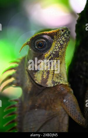 Mountain horned dragon / Pricklenape agama (Acanthosaura lepidogaster ...