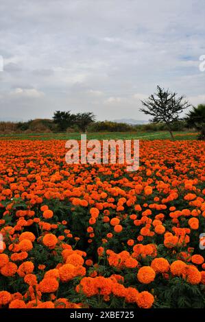 Mexican marigold farm Stock Photo - Alamy