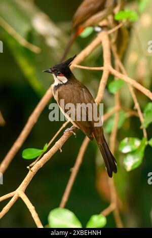 A Red Whiskered bulbul resting on a tree Stock Photo - Alamy