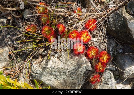 Carnivorous plants: Drosera xerophila taken near Hermanus in the ...