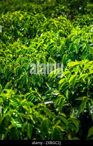 Coffee Plantation, Quindio, Colombia Stock Photo - Alamy