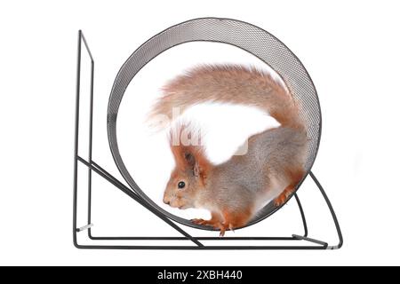 squirrel runs in a wheel on a white background Stock Photo - Alamy