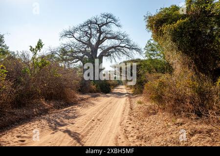 Mozambique, Gaza, Pafuri, View of the Baobabs on the road from Pafuri ...