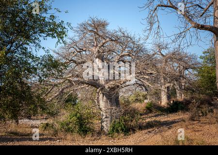 Mozambique, Gaza, Pafuri, View of the Baobabs on the road from Pafuri ...