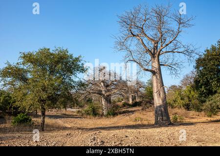 Mozambique, Gaza, Pafuri, View of the Baobabs on the road from Pafuri ...