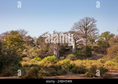 Mozambique, Gaza, Pafuri, View of the Baobabs on the road from Pafuri ...