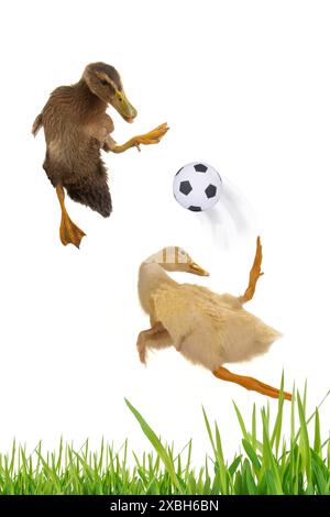 Ducks playing football on a white background Stock Photo - Alamy