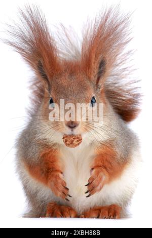 little squirrel eats hazelnut on a white background Stock Photo - Alamy