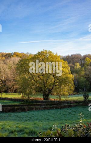 Trees and fields in the Lower Wye Valley, UK Stock Photo - Alamy