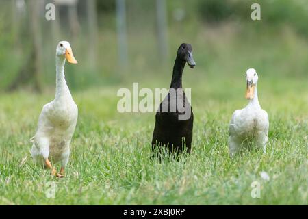 Indian Runner Ducks foraging for slugs Stock Photo - Alamy