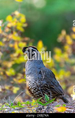 Beautiful California Quail in Backyard sunshine, Washington, USA Stock ...