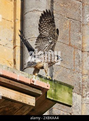 A Peregrine Falcon Eyas (Falco peregrinus) on Tewkesbury Abbey ...