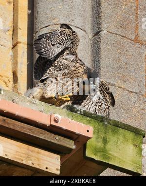 A Peregrine Falcon Eyas (Falco peregrinus) on Tewkesbury Abbey ...