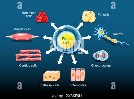 Stem cell differentiation. Stem cells are cells that can differentiate ...
