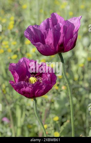 Two dark purple opium poppy (Papaver somniferum), seed heads and flower ...