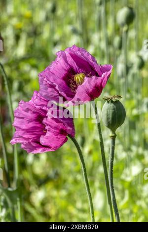 Two dark purple opium poppy (Papaver somniferum), seed heads and flower ...