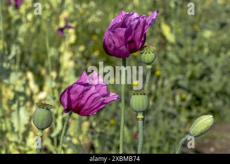 Two dark purple opium poppy (Papaver somniferum), seed heads and flower ...