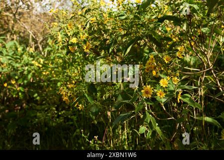 Yellow flowers of wild sunflower, Steiractinia aspera, shrub plant ...