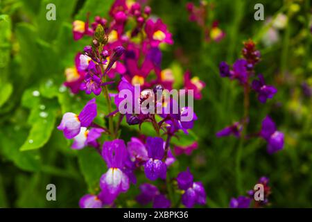 linaria maroccana , marocca Toadflax on a flower meadow for bees and ...
