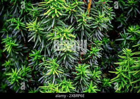 Green branches of fastigiata berry yew leaves. Background of natural ...