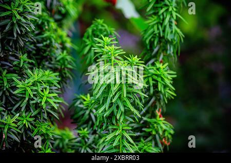 Green branches of fastigiata berry yew leaves. Background of natural ...