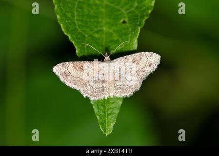 Dwarf Tawny Wave (Cyclophora nanaria Stock Photo - Alamy