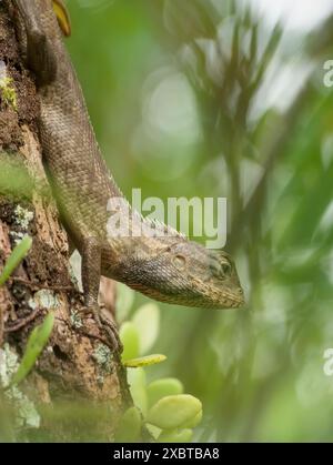 Asian Gecko on a parasitic tree branch with the afternoon sunlight ...